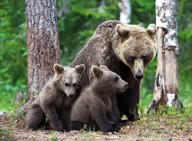 Der Braunbär: Kuscheltier oder Bestie?